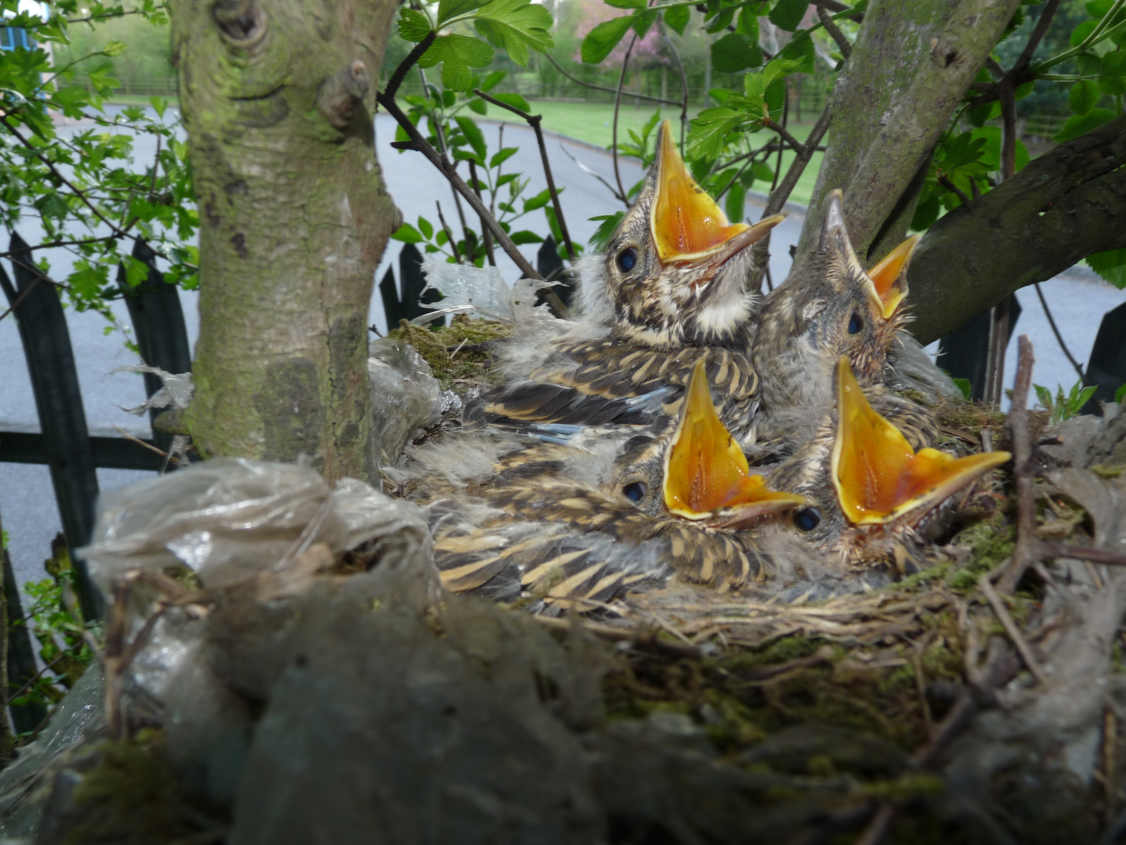 blackbird_nestlings_nottsexminer_ccbysa.jpg | Audubon Texas