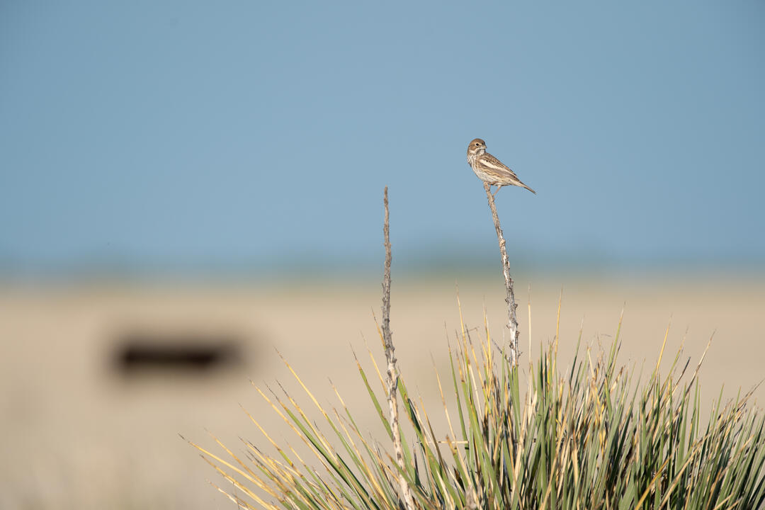 State of U.S. Grassland Birds: Still Declining. | Audubon Texas State of U.S. Grassland Birds: Still Declining. | Audubon Texas