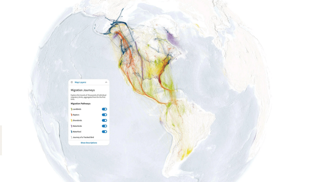 Bird Migration Explorer | Audubon Texas Bird Migration Explorer | Audubon Texas